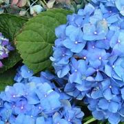 Hydrangea macrophylla 'Forever and Ever Blue Heaven' - GARDEN.EE